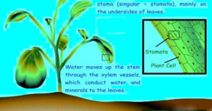 15 Diferencias básicas entre transpiración y gutación con tabla - Ieb ...
