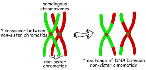 6 Gran diferencia entre vinculación y cruce con ejemplos - Ieb Barceloneta