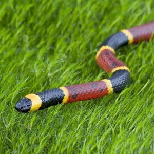 Conozca la diferencia (un rastro venenoso) - Todas las diferencias ...