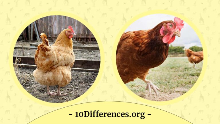 Gallina Vs Pollo: Todas las Diferencias - Ieb Barceloneta