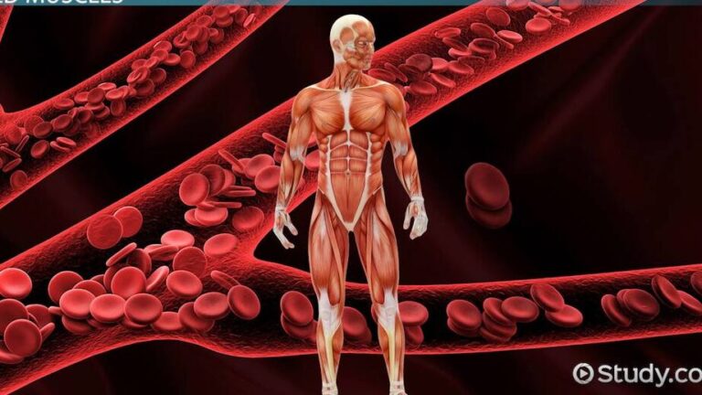 10 Diferencias entre Músculo Rojo y Blanco con Mesa - Ieb Barceloneta