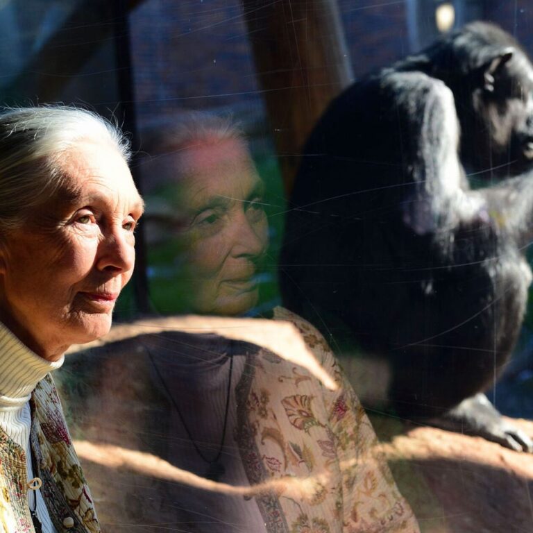 19 Diferencias cruciales entre mono y simio con imágenes - Ieb Barceloneta